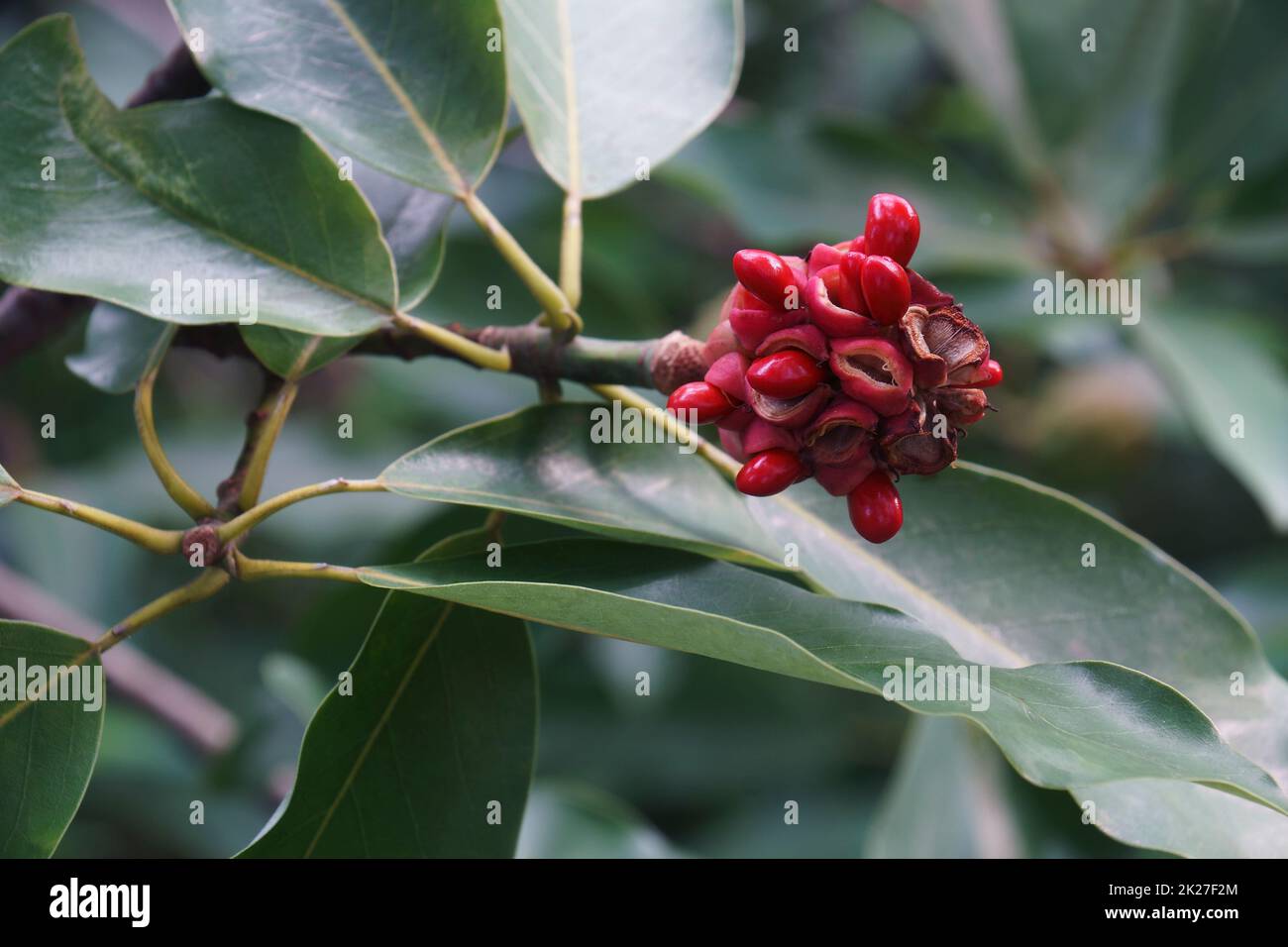 Magnolia fruit hi-res stock photography and images - Alamy