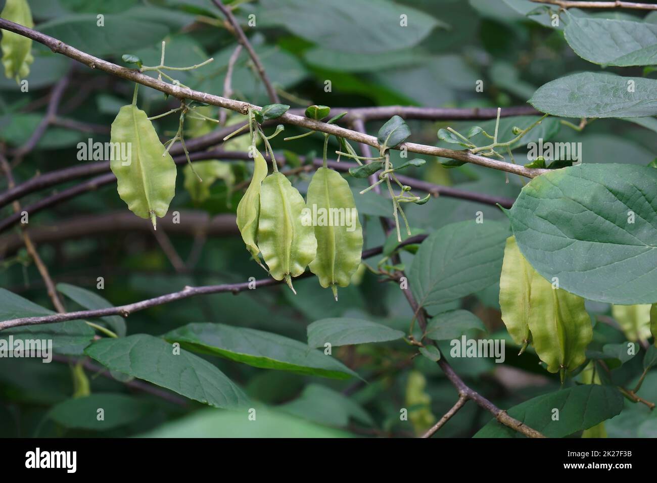 Carolina silverbell tree with fruits Stock Photo - Alamy