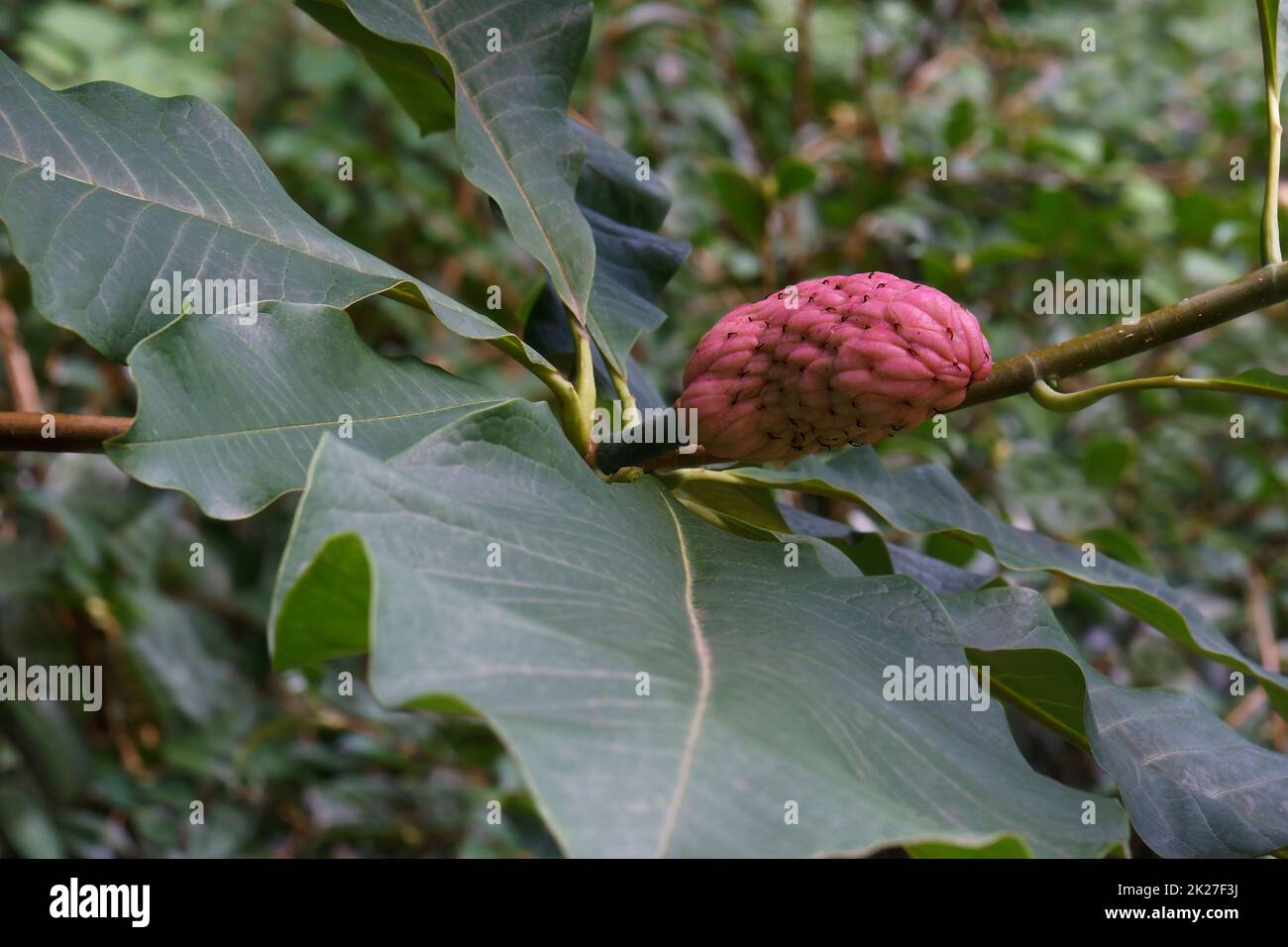Close-up image of Bigleaf magnolia fruit Stock Photo - Alamy