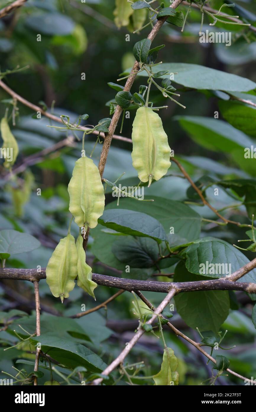 Carolina silverbell tree with fruits Stock Photo - Alamy
