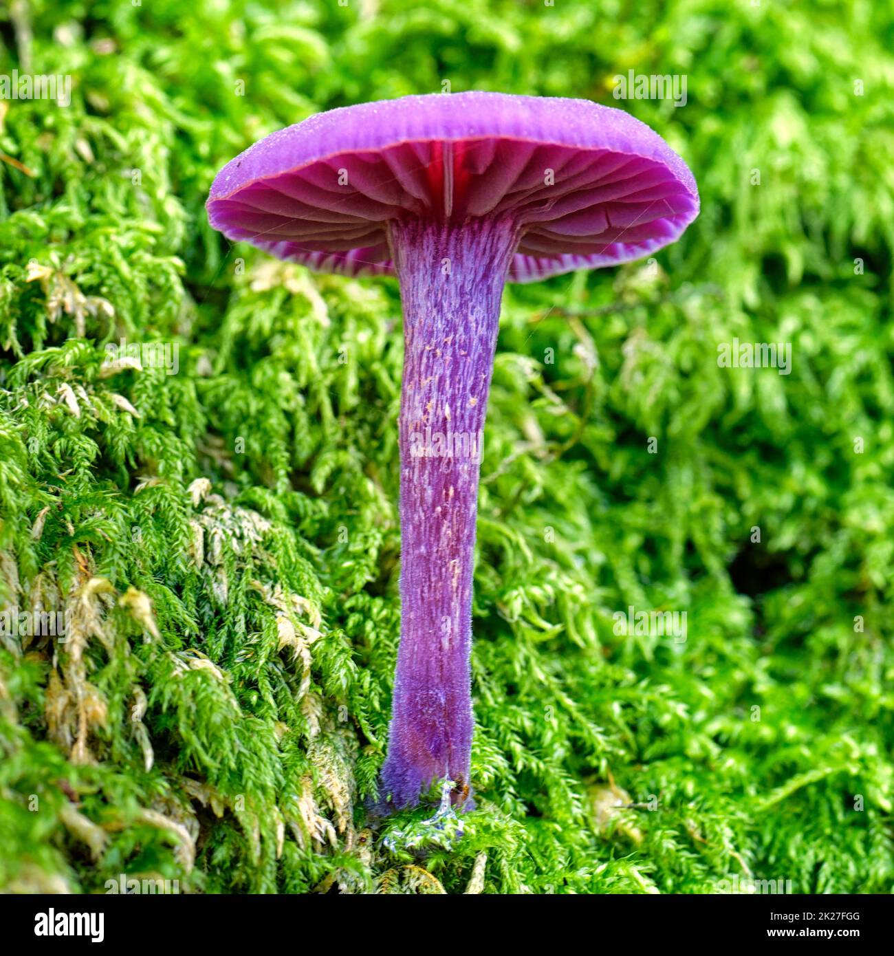 Amethyst Deceiver Fungi on Moss above Derwentwater, English Lake ...