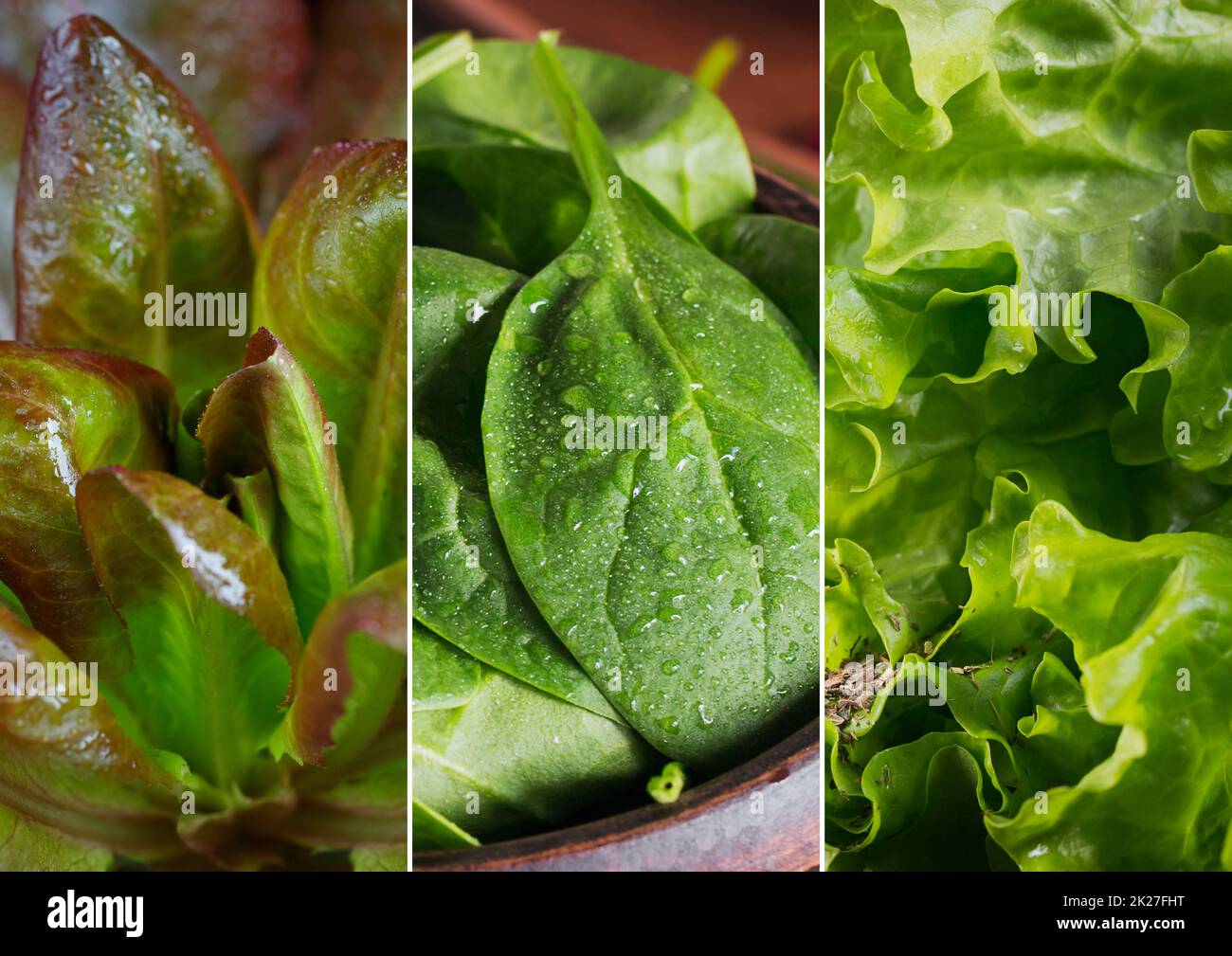 Collage of fresh, raw greenery and herbs. Lettuce and spinach for ...