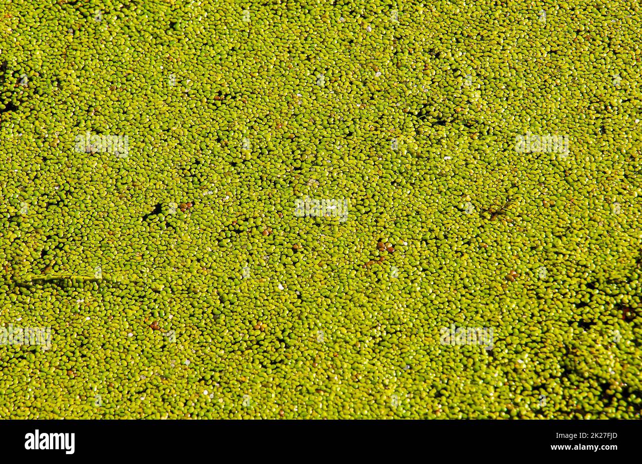 Background with abstract pattern made of aquatic plant Lemna. Green ...