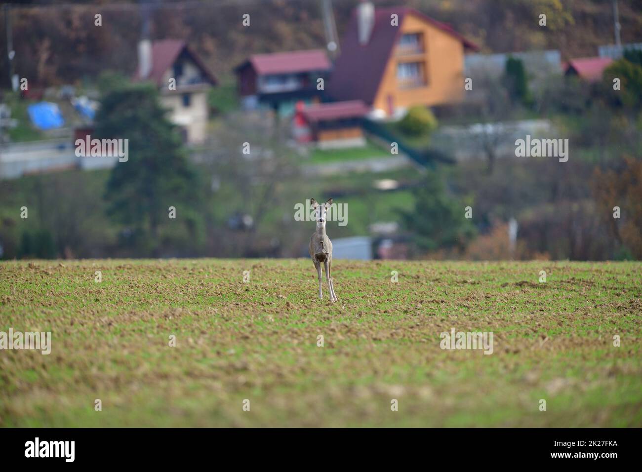 A herd of roe deer graze on a meadow in the background with human ...