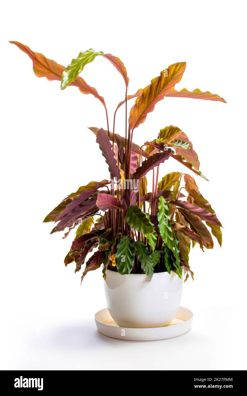 Bush room Calathea Rufibarba in a pot on a white background Stock Photo ...