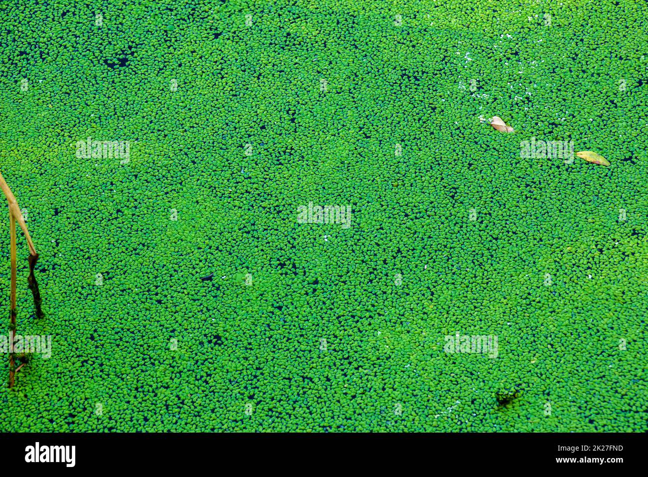 Background with abstract pattern made of aquatic plant Lemna. Green ...