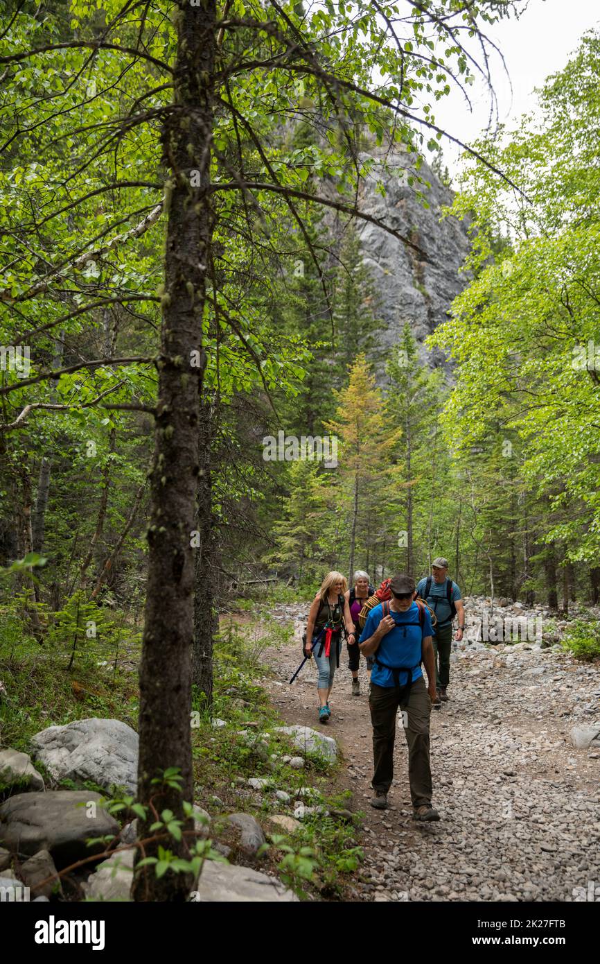 Walking in the woods in summer hi-res stock photography and images - Alamy