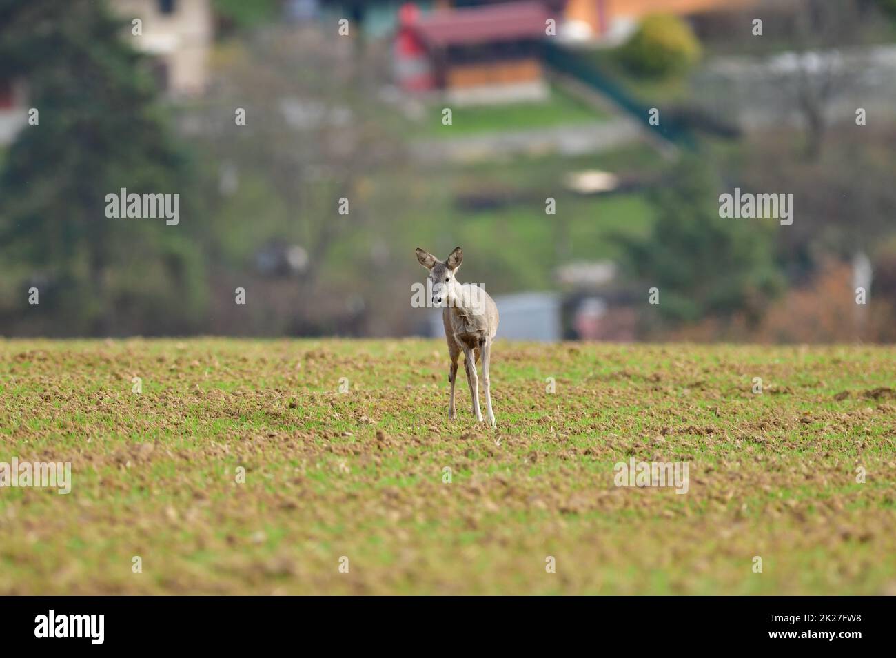 A herd of roe deer graze on a meadow in the background with human ...