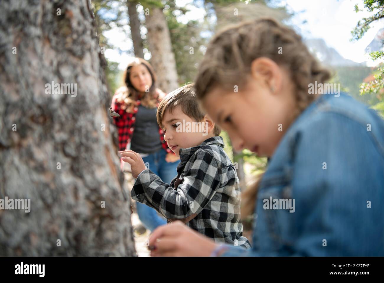 Boy touching tree in forest hi-res stock photography and images - Alamy