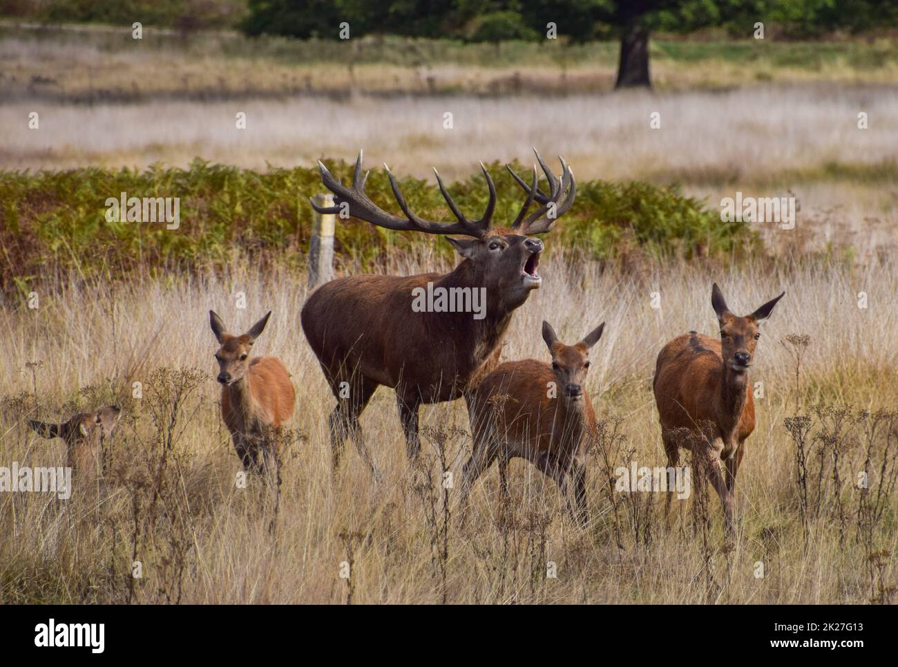 London, England, UK. 22nd Sep, 2022. A red deer stag bellows while he ...