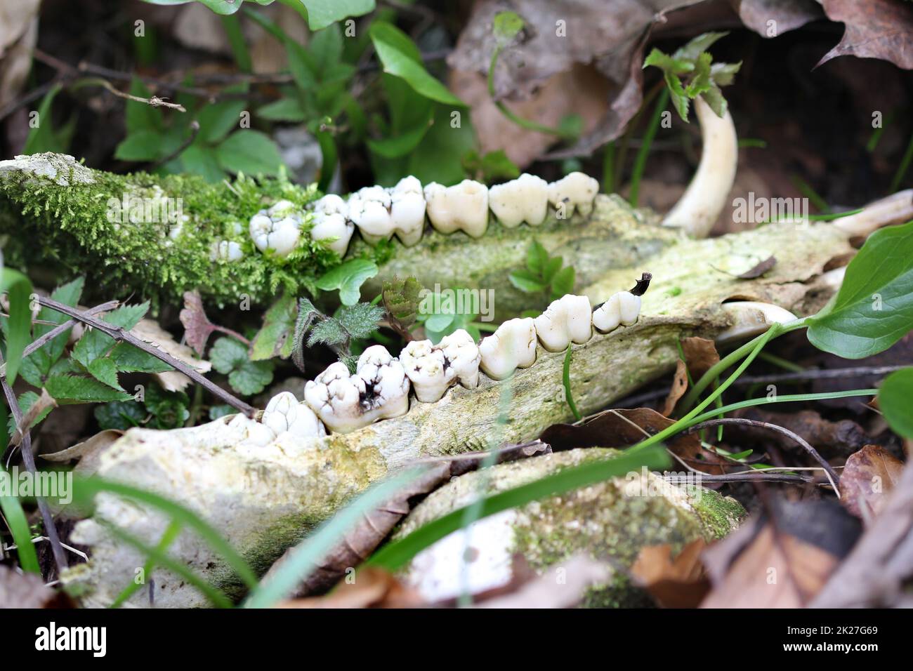 Skull wild animal in spooky hi-res stock photography and images - Alamy
