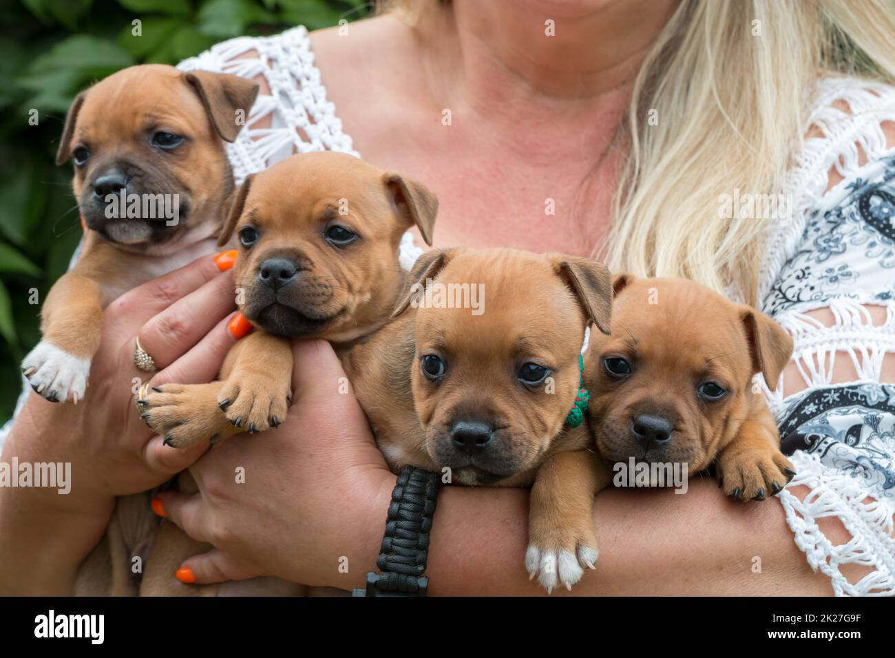 Staffordshire bull terrier, wonderful puppies from professional ...