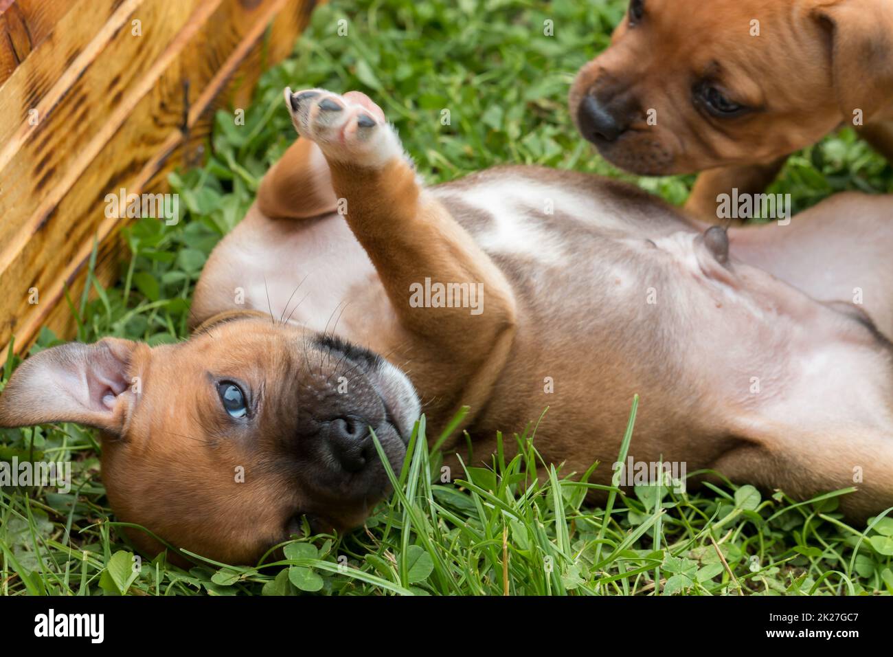 Staffordshire bull terrier, wonderful puppies from professional ...