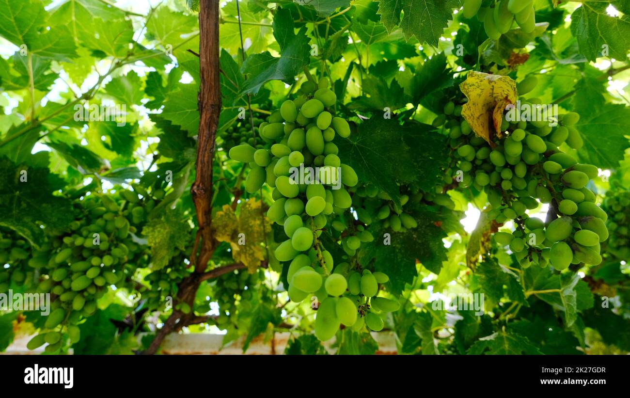 Grape bunch icon hi-res stock photography and images - Alamy