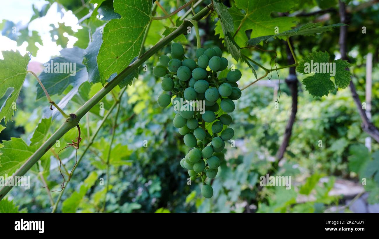 Grape bunch icon hi-res stock photography and images - Alamy