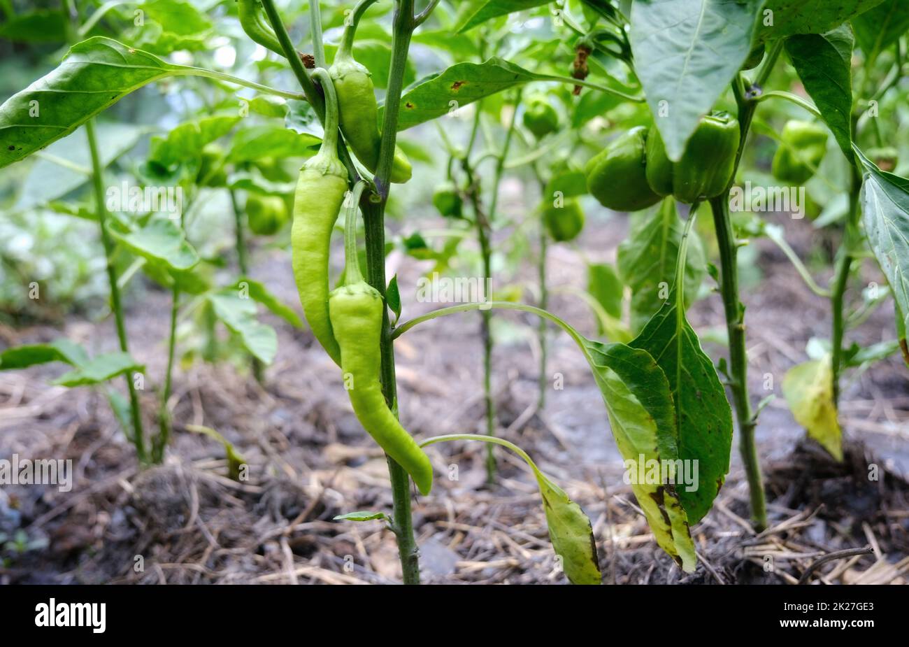 Green pepper on the branch Stock Photo - Alamy
