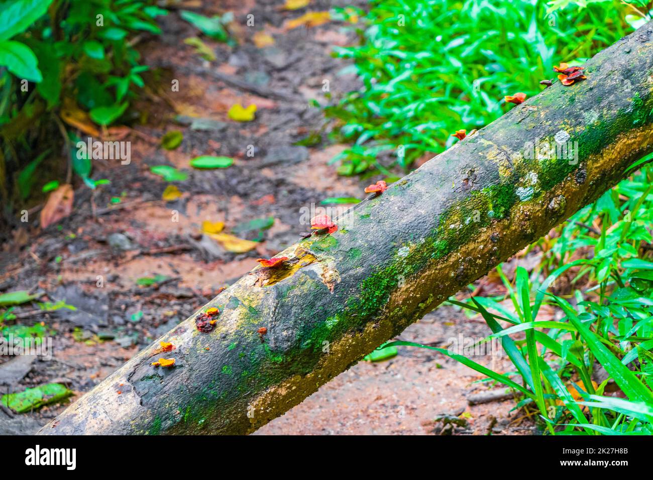 Moss mushrooms fungi lichens on tree natural tropical jungle Brazil ...
