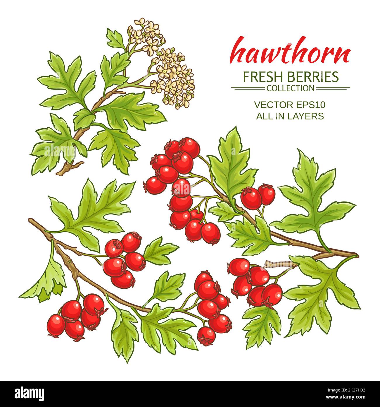 hawthorn vector set Stock Photo - Alamy