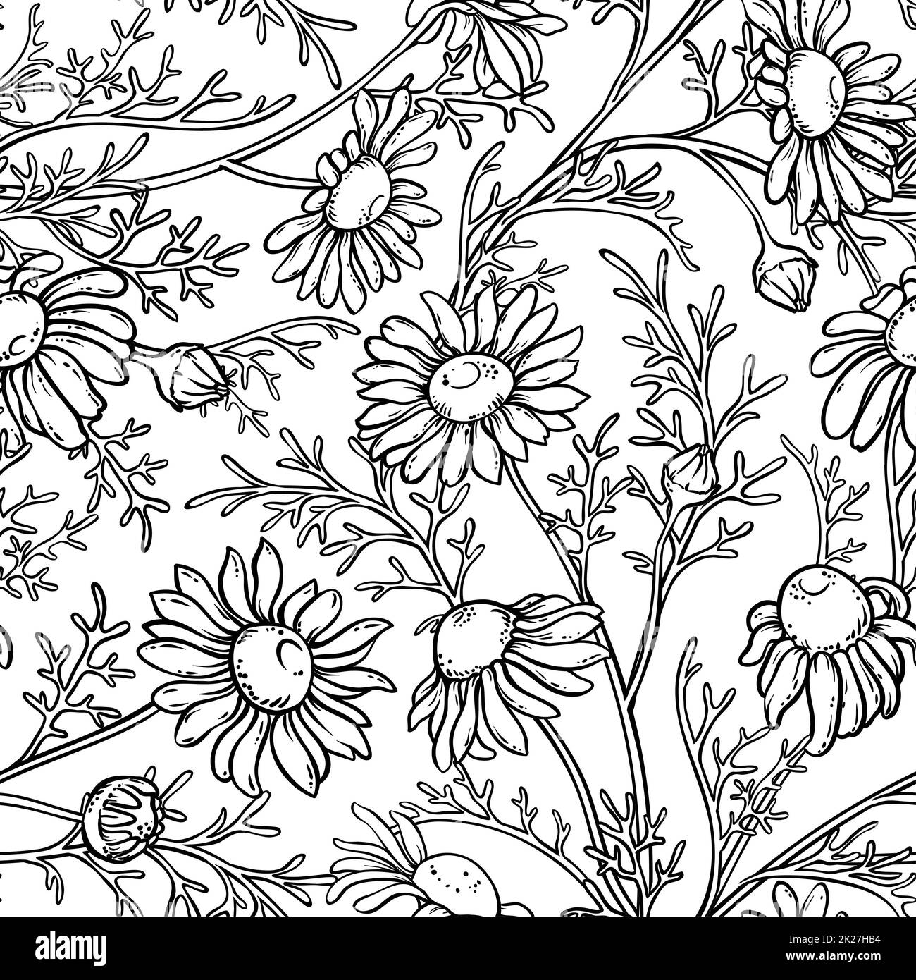 Chamomile tea plant Black and White Stock Photos & Images - Alamy