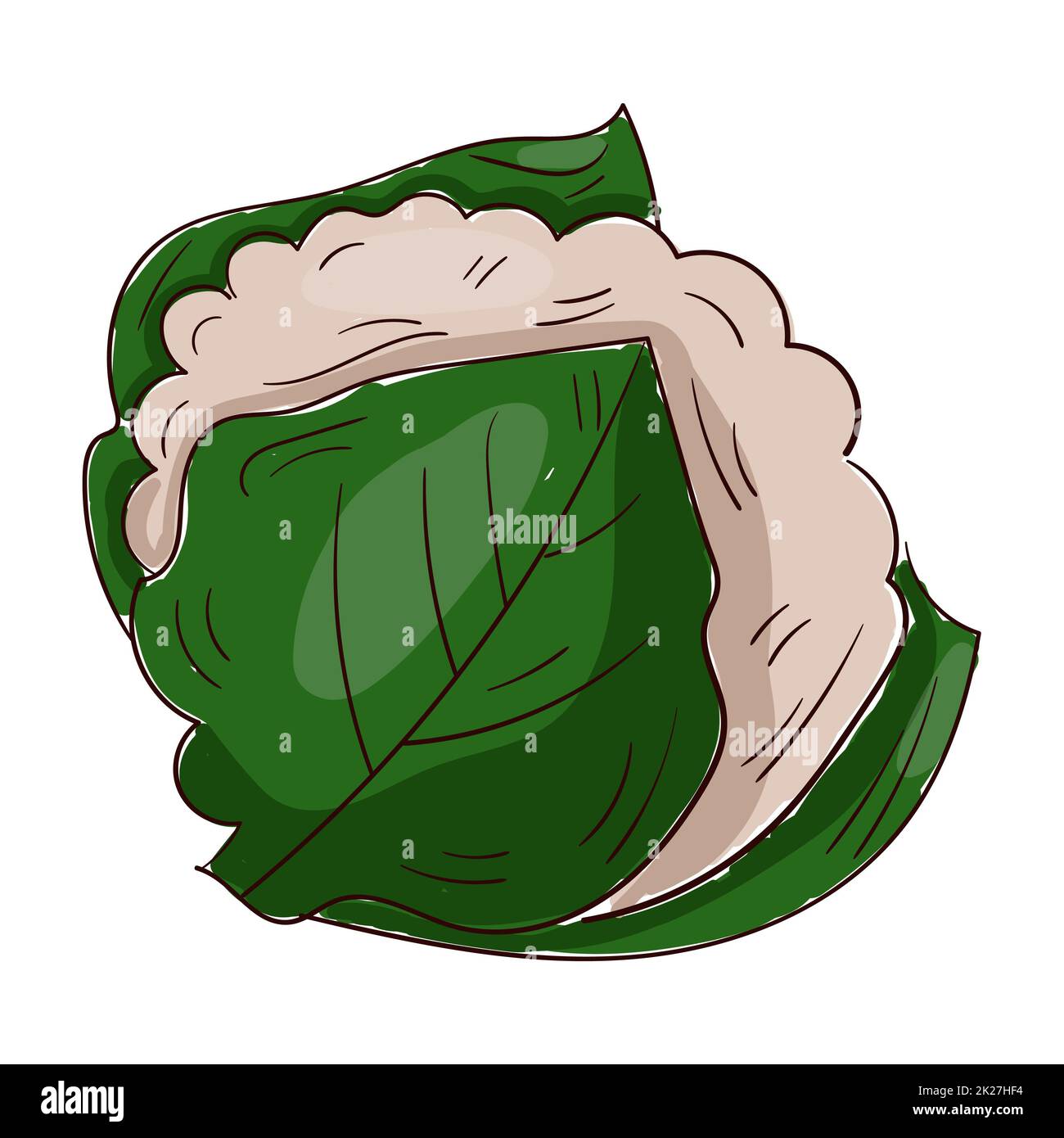 Cabbage Vector