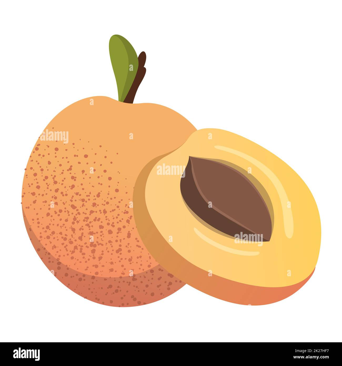 Realistic ripe fresh apricot isolated on white background - Vector ...