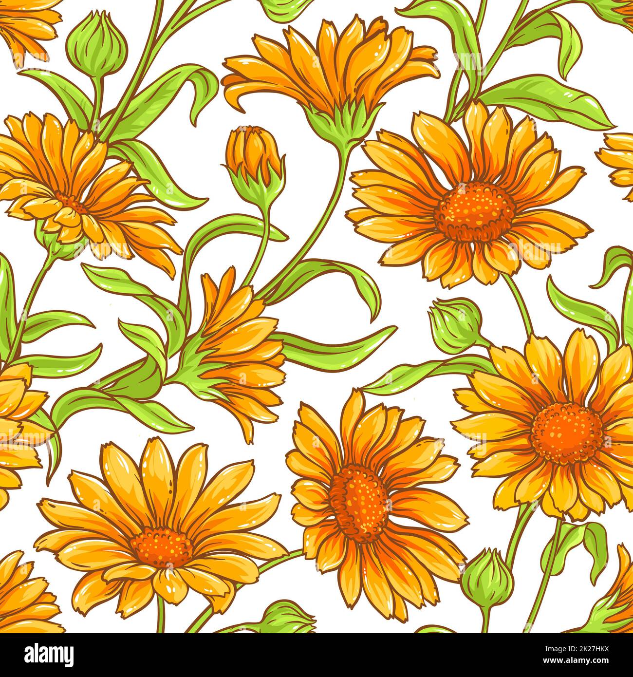 Calendula vector illustration isolated hi-res stock photography and ...