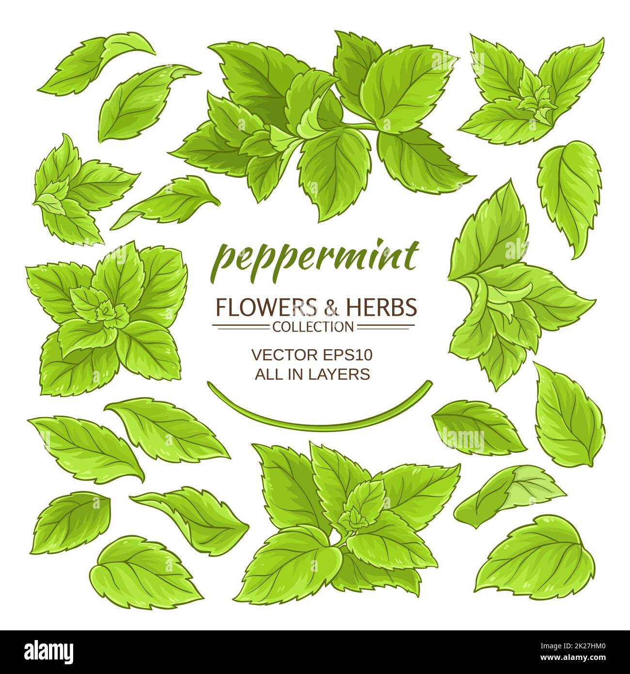 Peppermint plant botanical illustration hi-res stock photography and ...