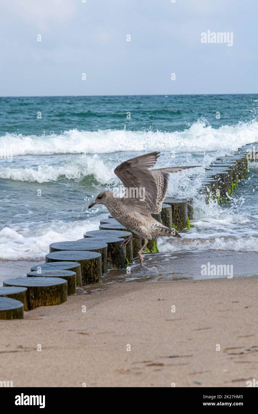 Brown Herring Gull stands screaming on the sandy beach of the Baltic ...
