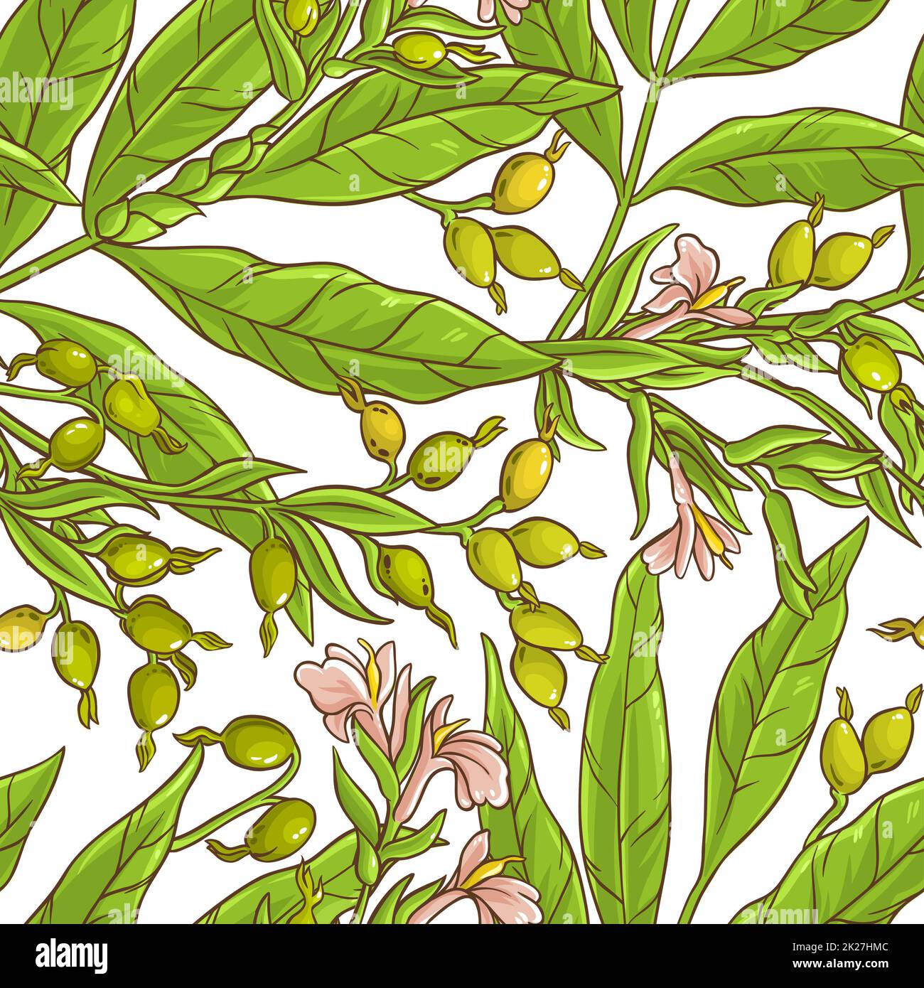 cardamom vector pattern Stock Photo - Alamy