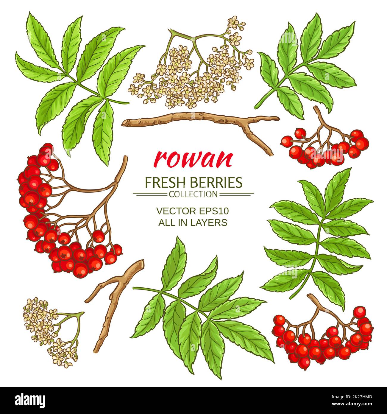 Drawing of rowan Cut Out Stock Images & Pictures - Alamy