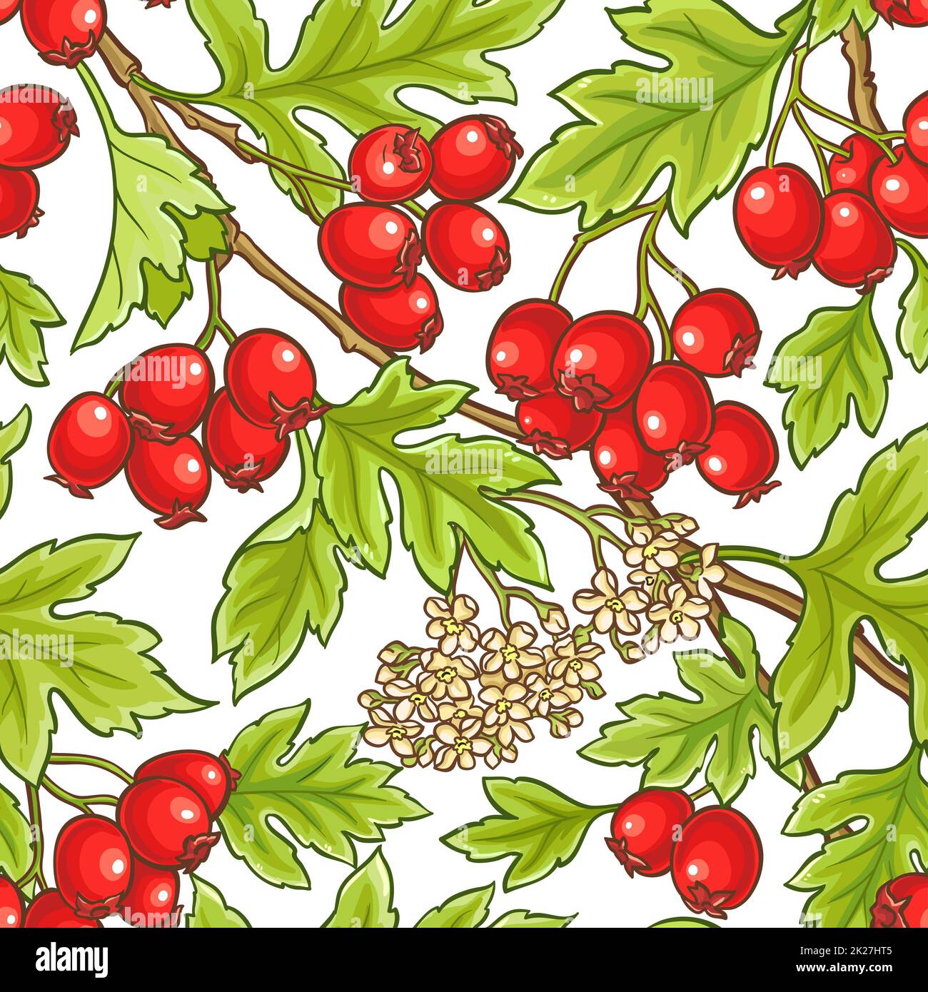 Hawthorn vector illustration hi-res stock photography and images - Alamy