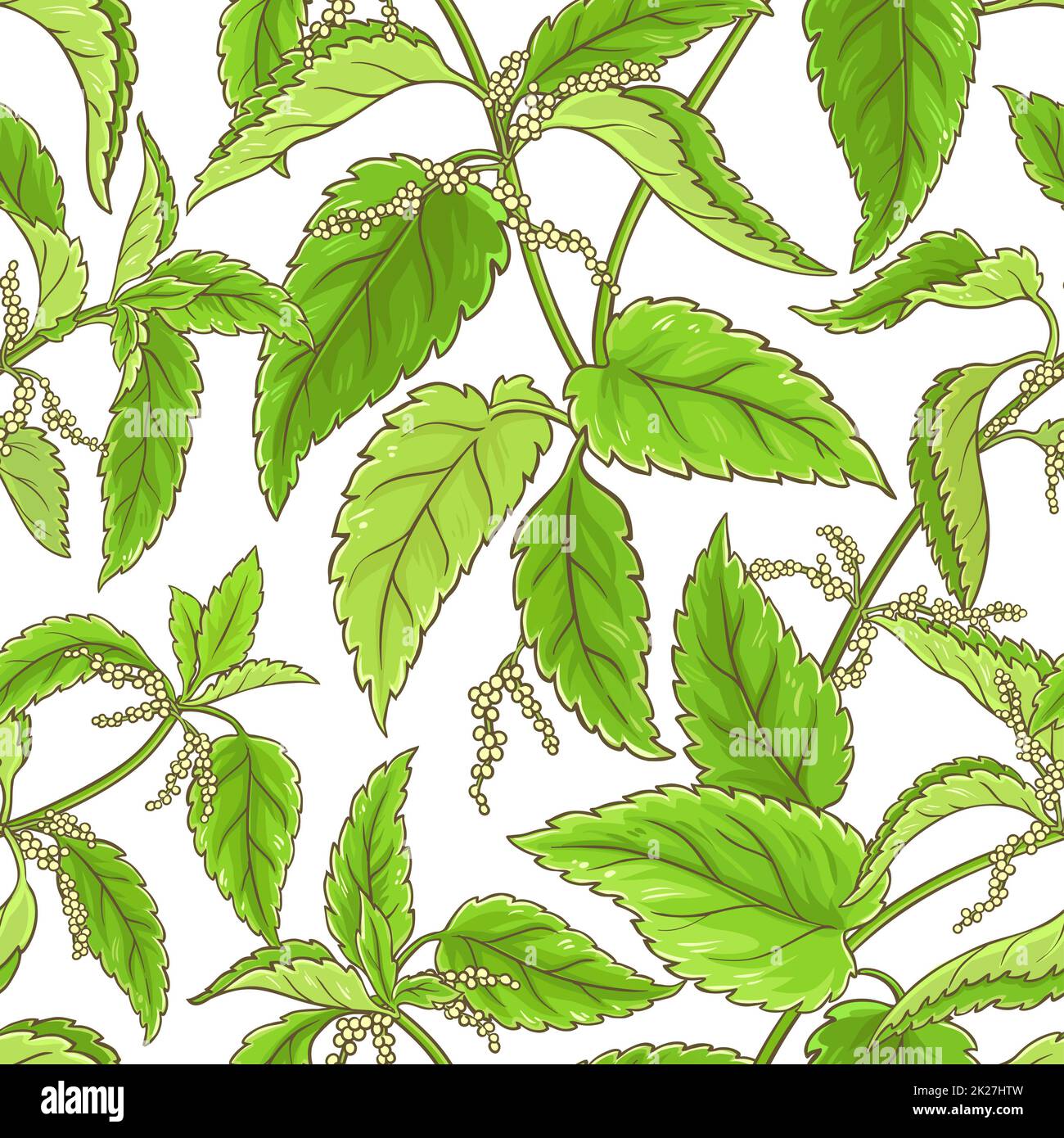 Stinging nettle botanical illustration hi-res stock photography and ...