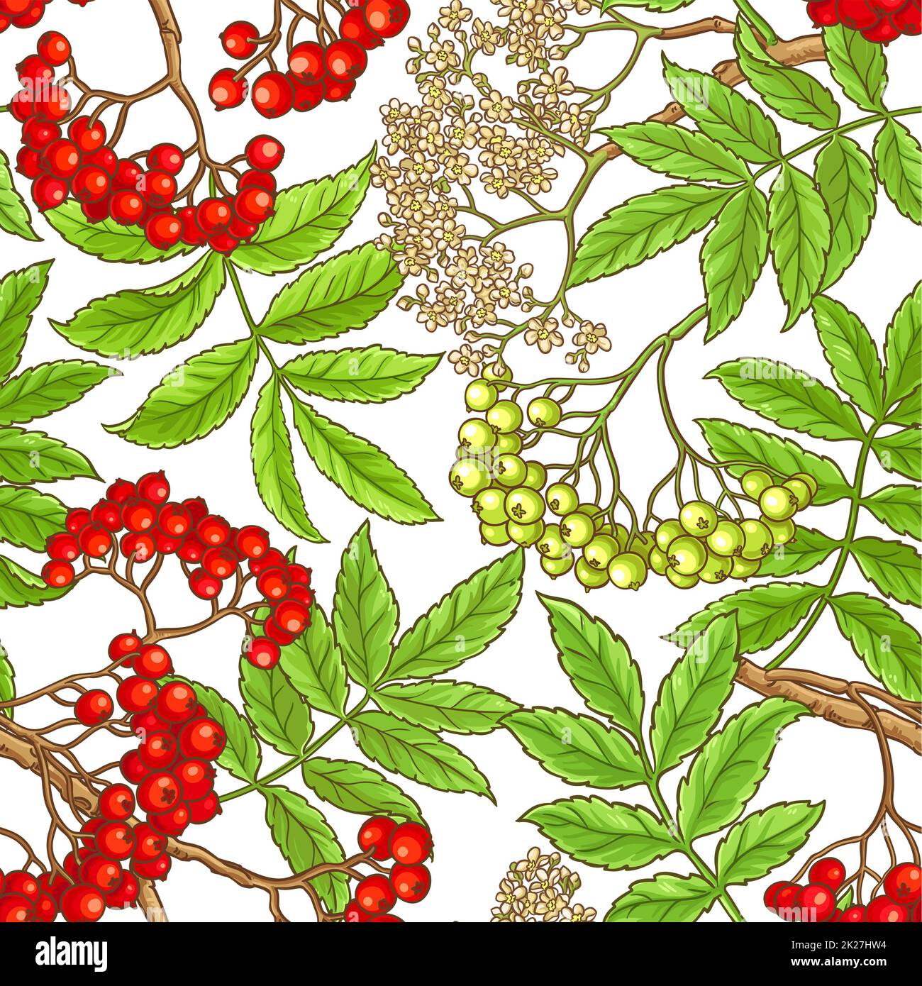 rowan branch vector pattern Stock Photo - Alamy