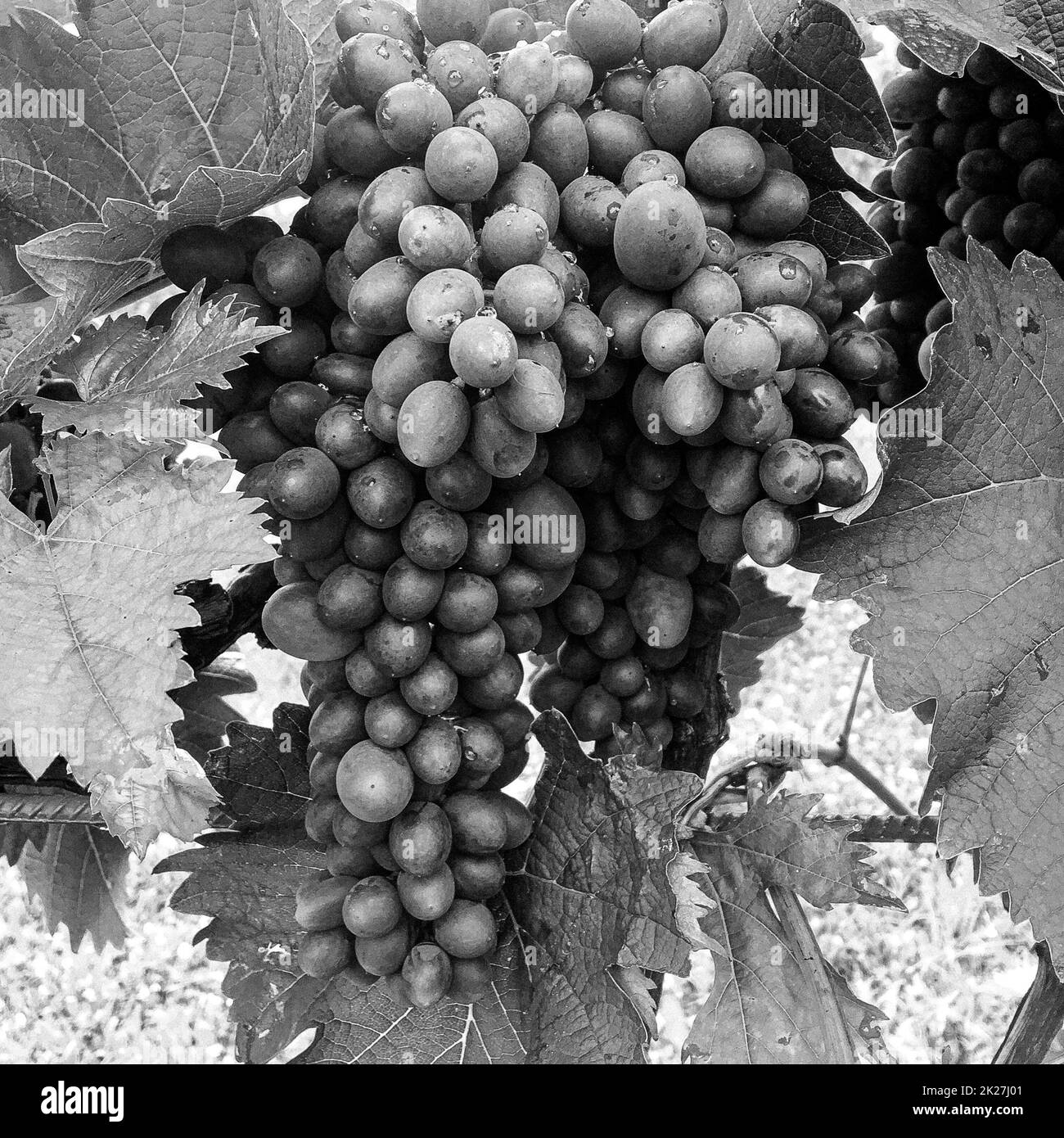 Beautiful grape hi-res stock photography and images - Alamy