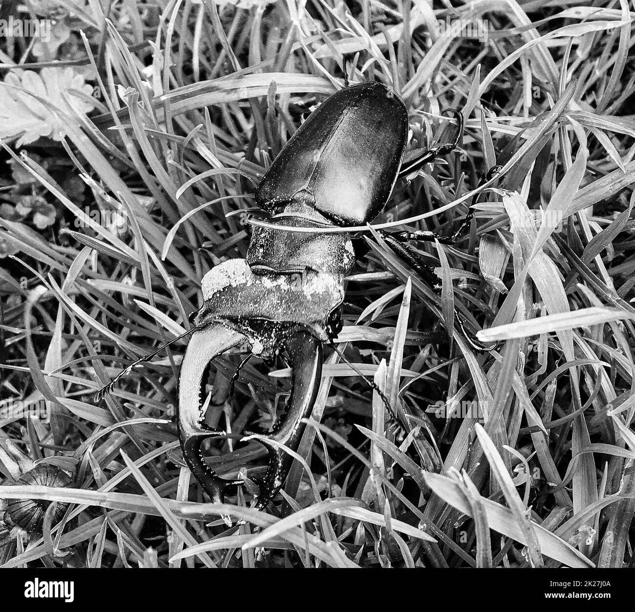 Stag beetle lucanus cervus on an oak trunk hi-res stock photography and ...