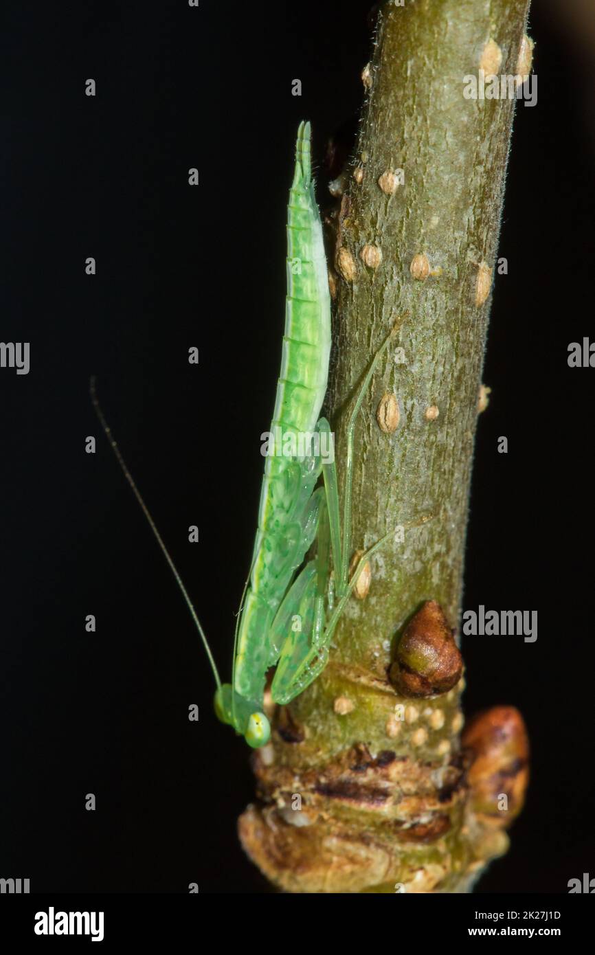 green grasshopper on the branch Stock Photo - Alamy