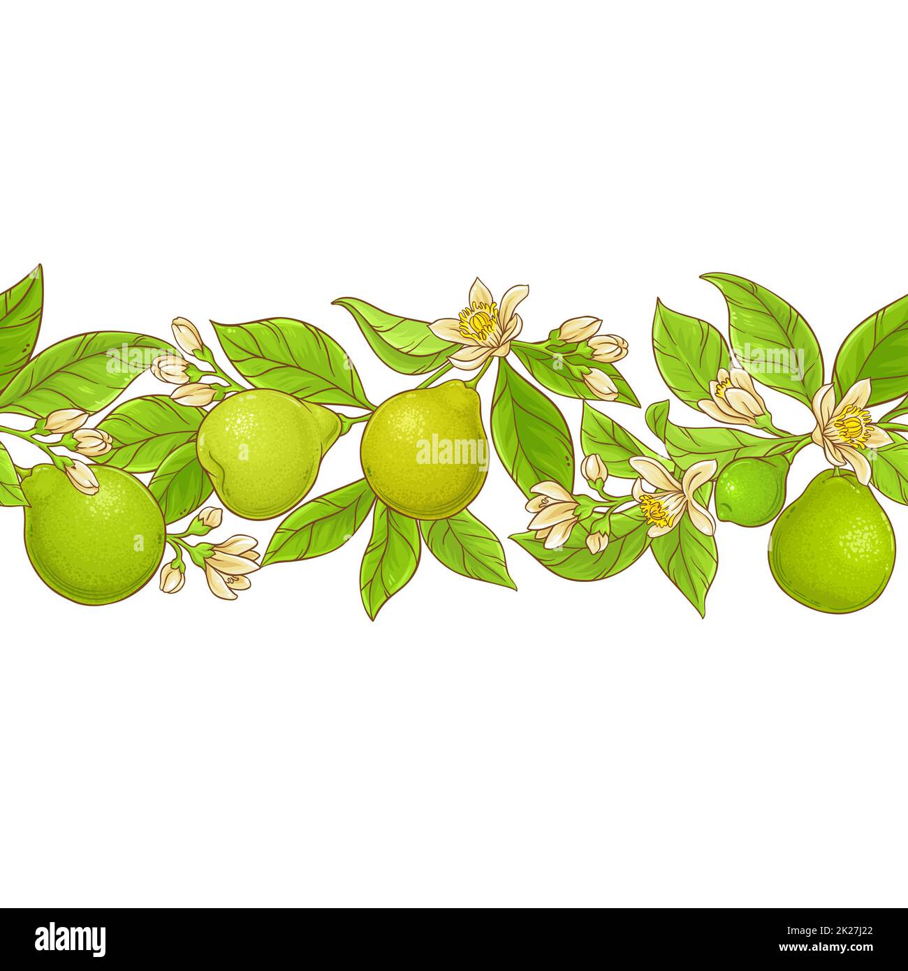 bergamot vector pattern Stock Photo - Alamy