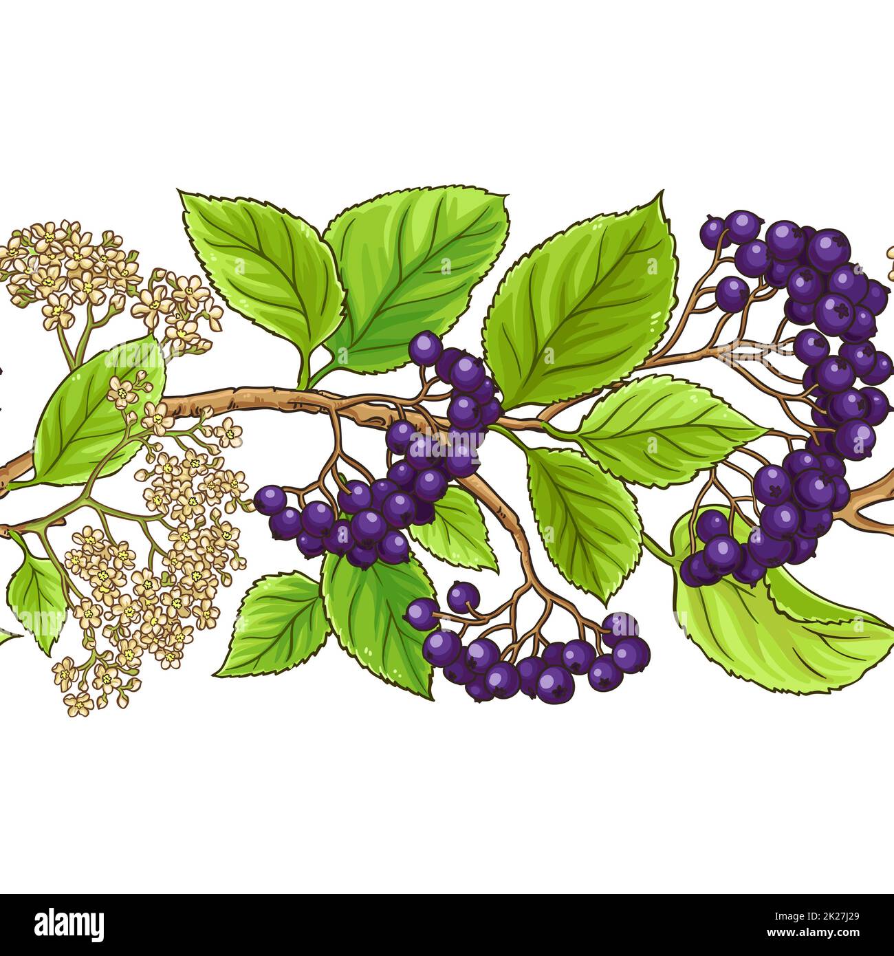 Pattern berries rowan background Cut Out Stock Images & Pictures - Alamy