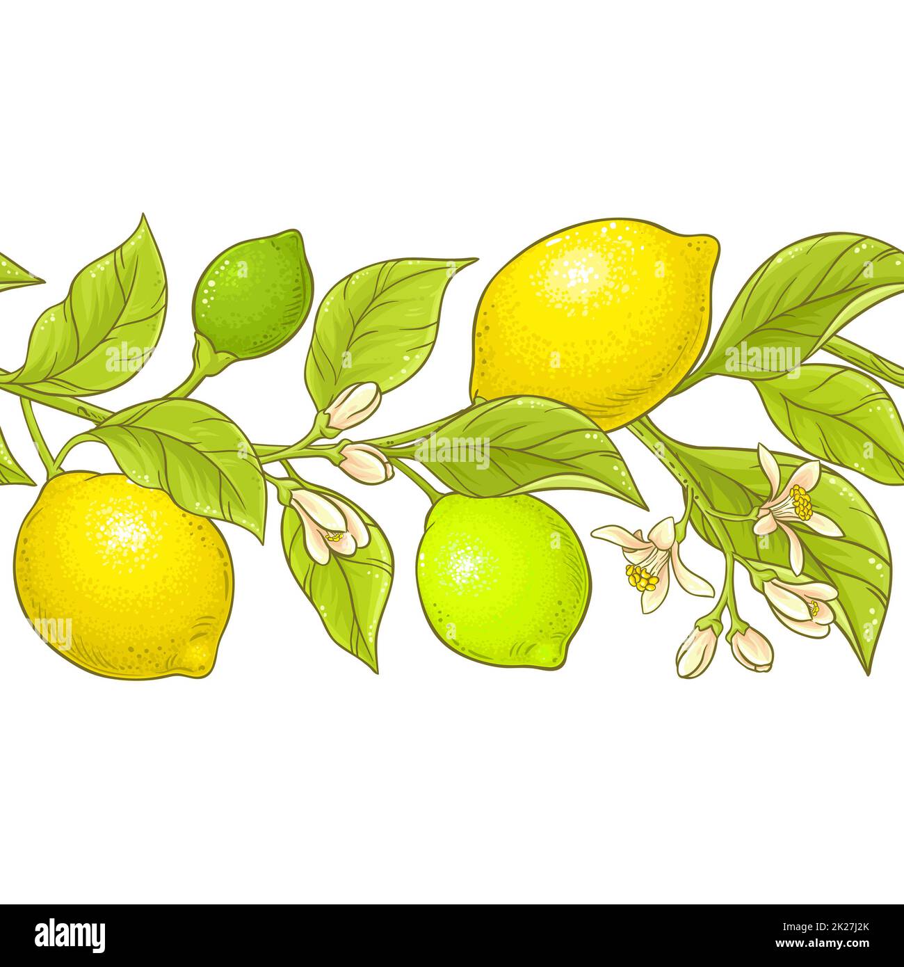 lemon branch vector pattern Stock Photo - Alamy