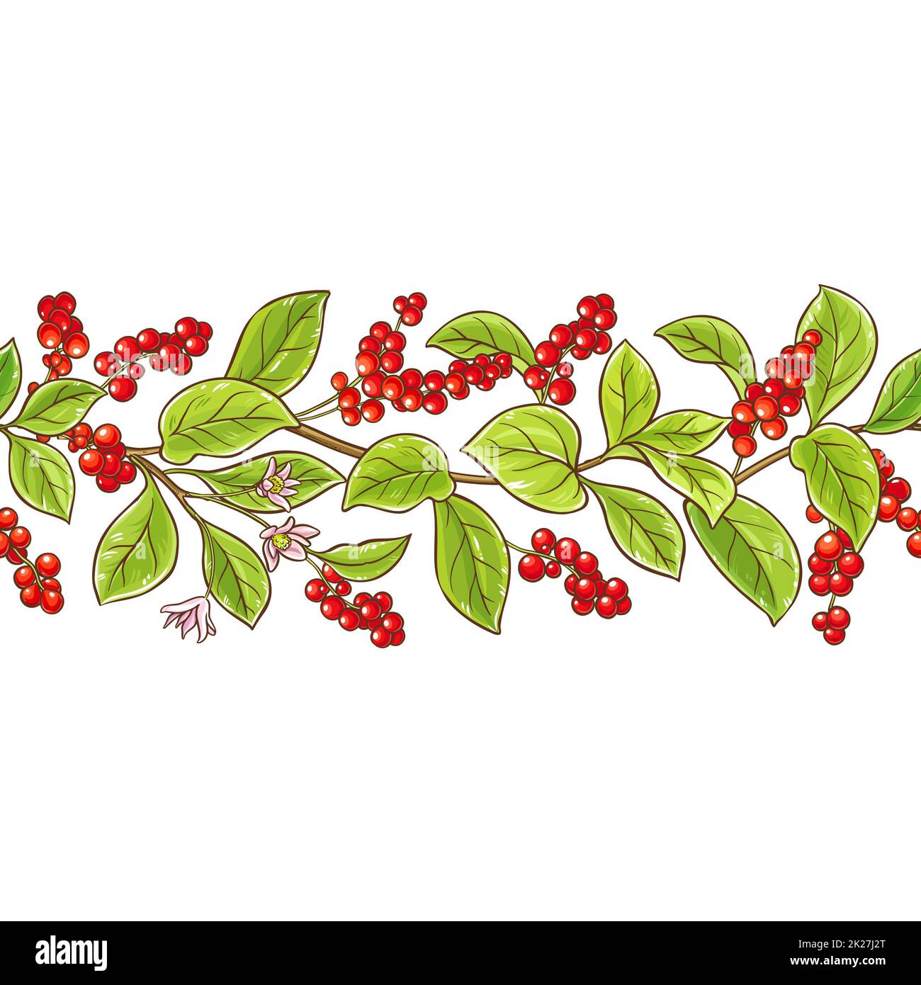 Schisandra china hi-res stock photography and images - Alamy