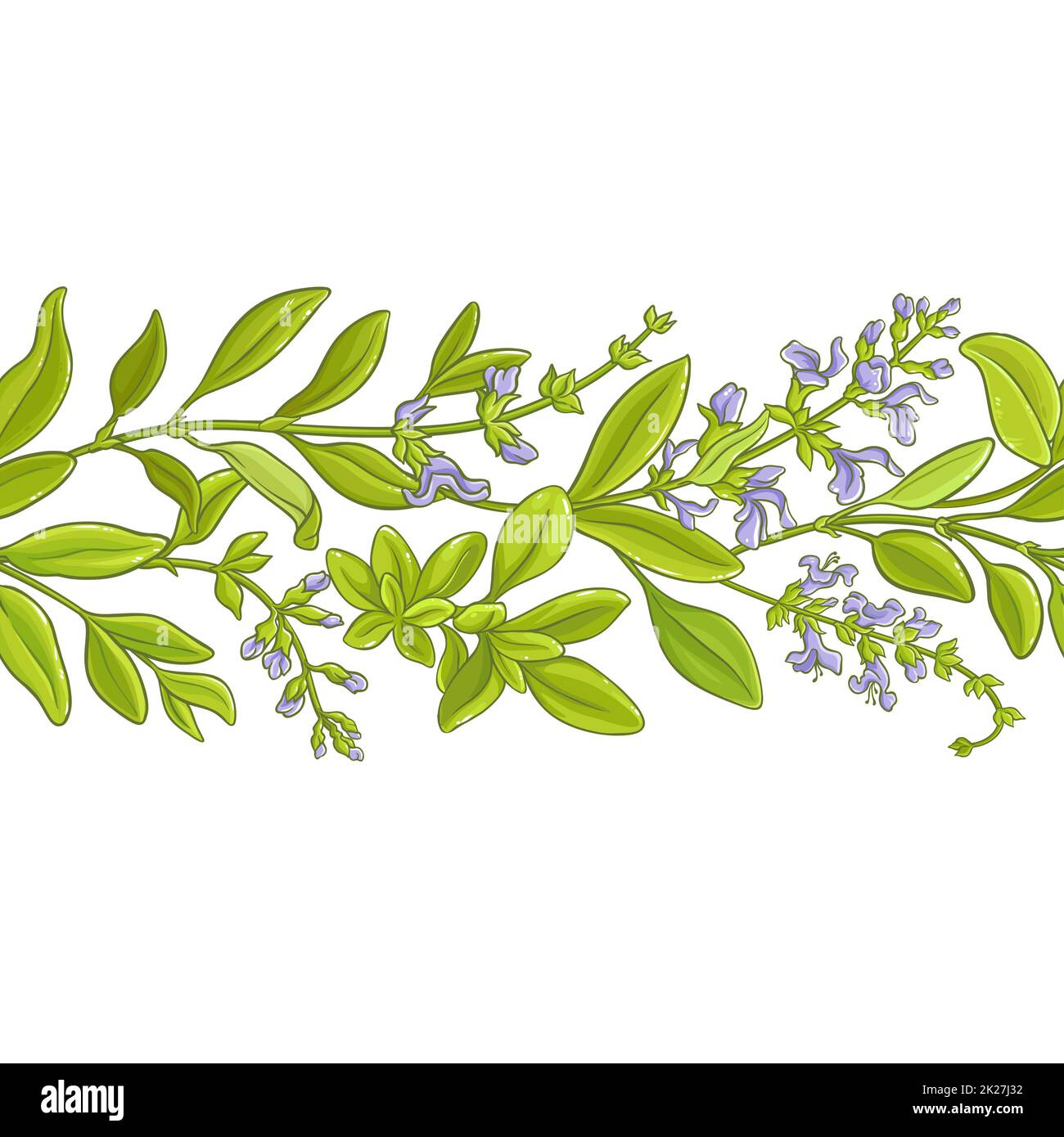 Seamless pattern sage Cut Out Stock Images & Pictures - Alamy