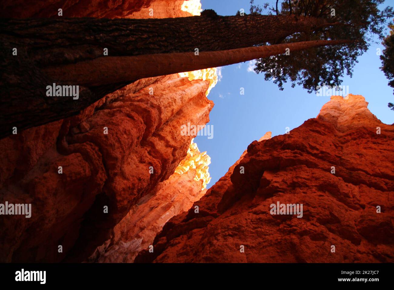 The high pine trees rising among the orange and red rocks from the ...