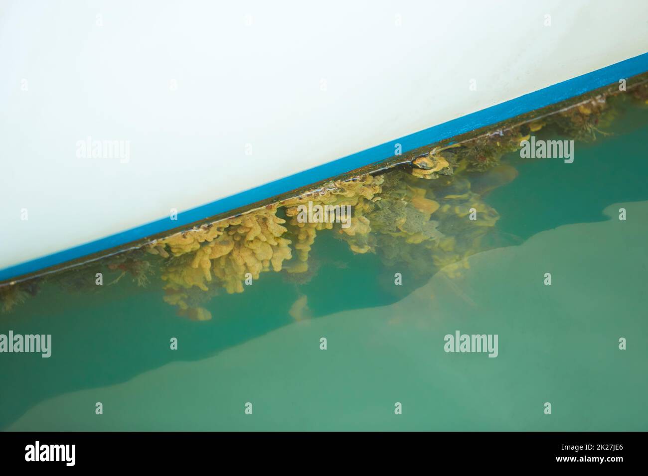 Molluscs, overgrown ship bottom. Shellfish on the hull of the ship ...