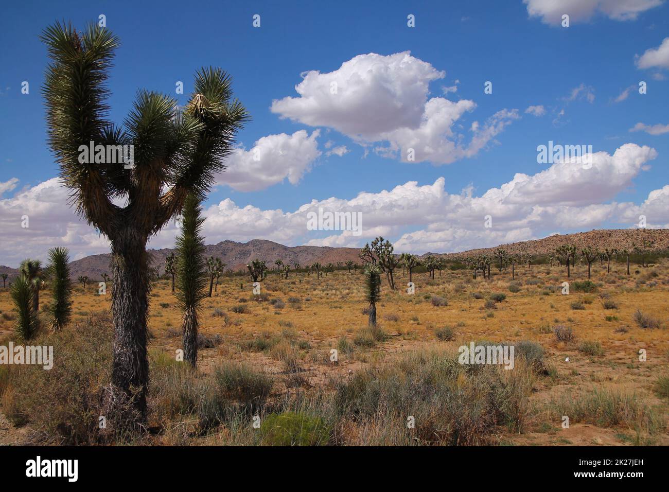 The strange trees covering the desert of the Joshua Tree National Park ...
