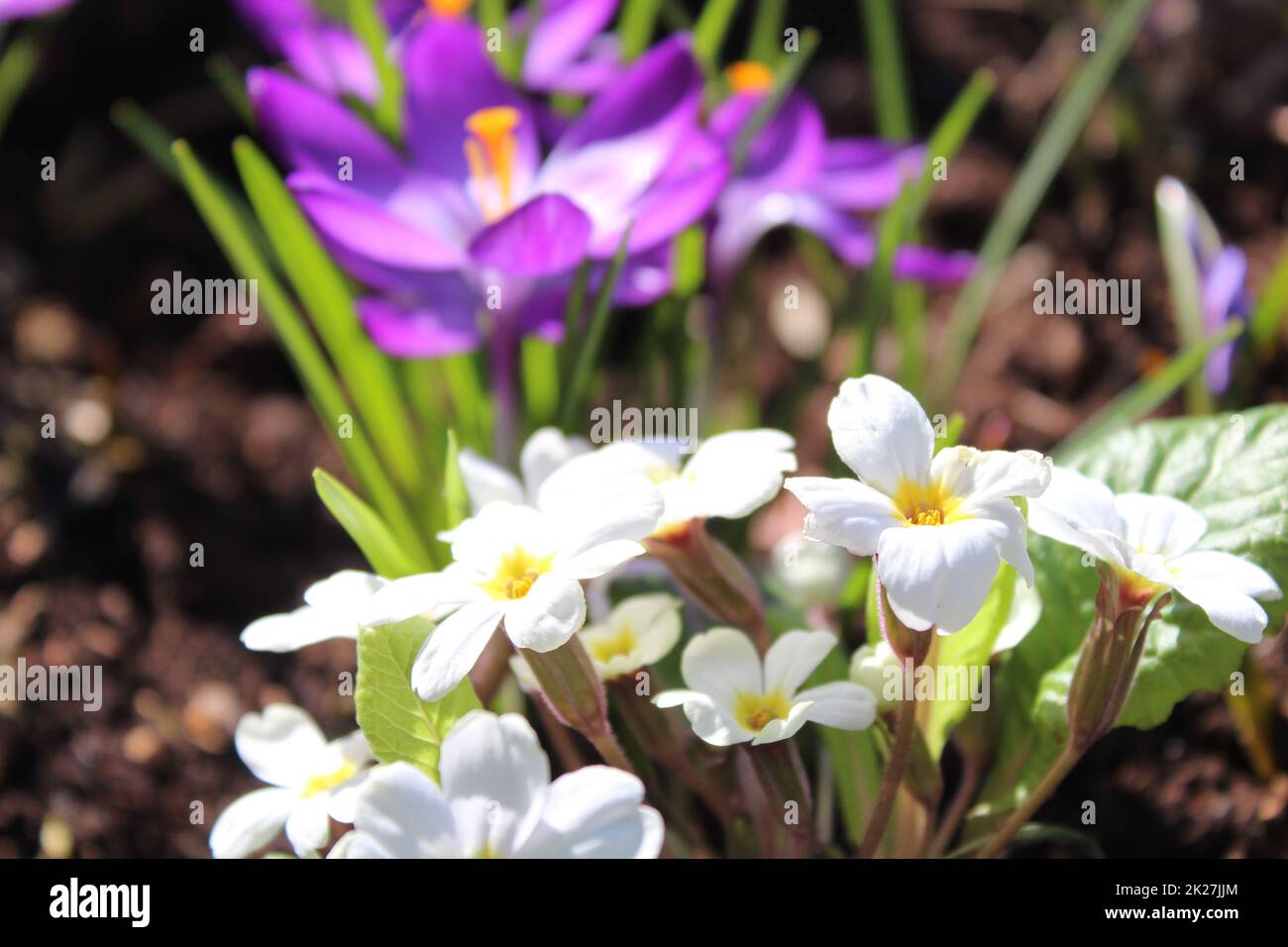 primrose in the garden Stock Photo - Alamy