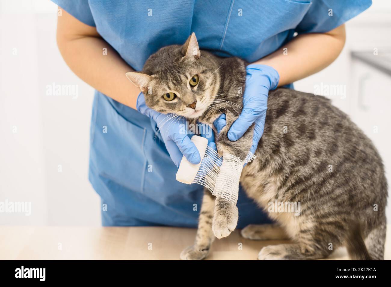 Veterinarian doctor bandaging the injured leg of a cat Stock Photo - Alamy