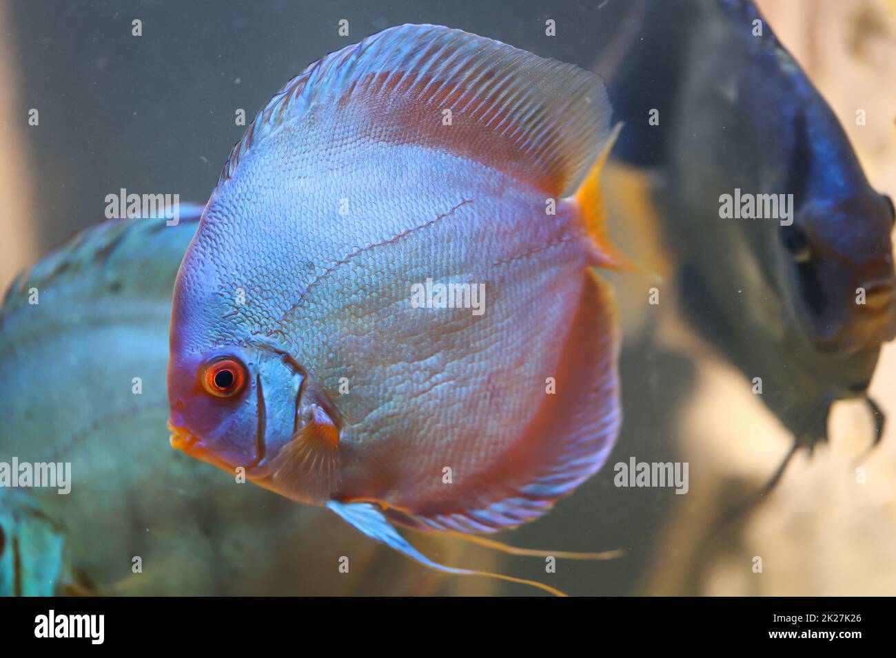 A discus fish in an aquarium. Discus fish originate from the Amazon ...