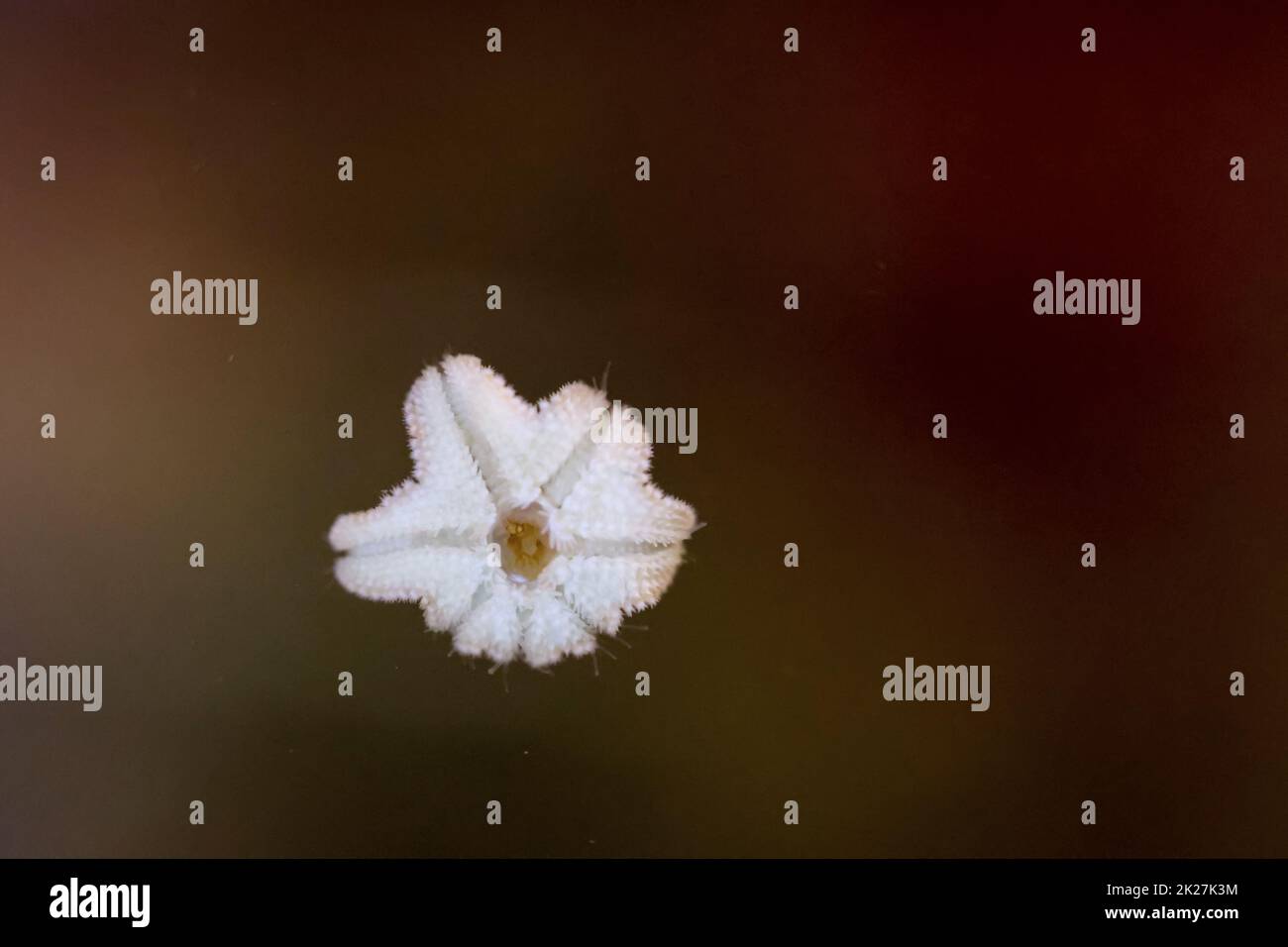 A small goose foot starfish on an aquarium pane. These small starfish ...