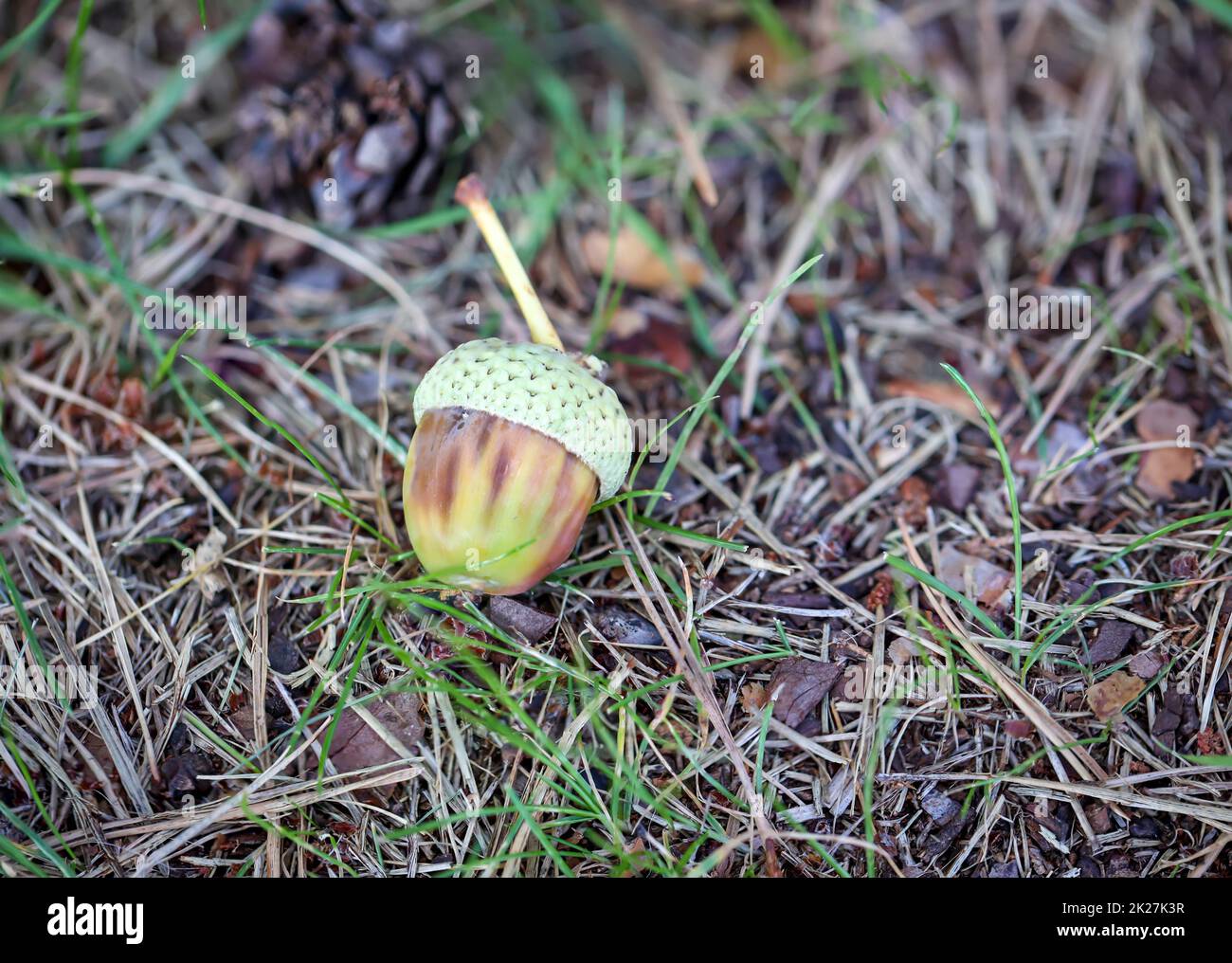 Fell from tree hi-res stock photography and images - Alamy