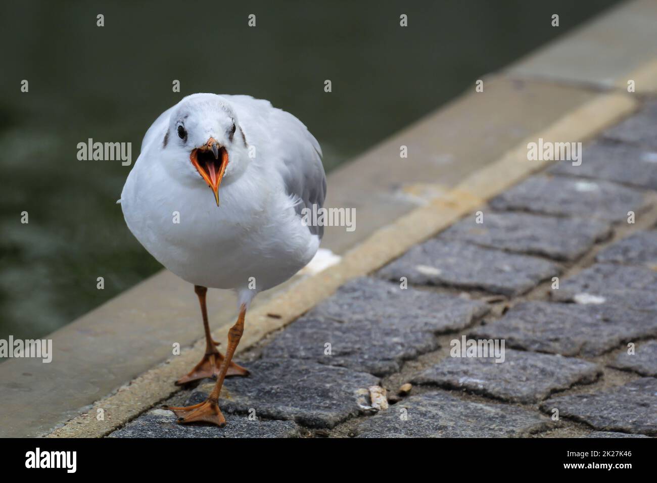 Portrait of a black-headed gull. A black-headed gull on the Baltic Sea ...
